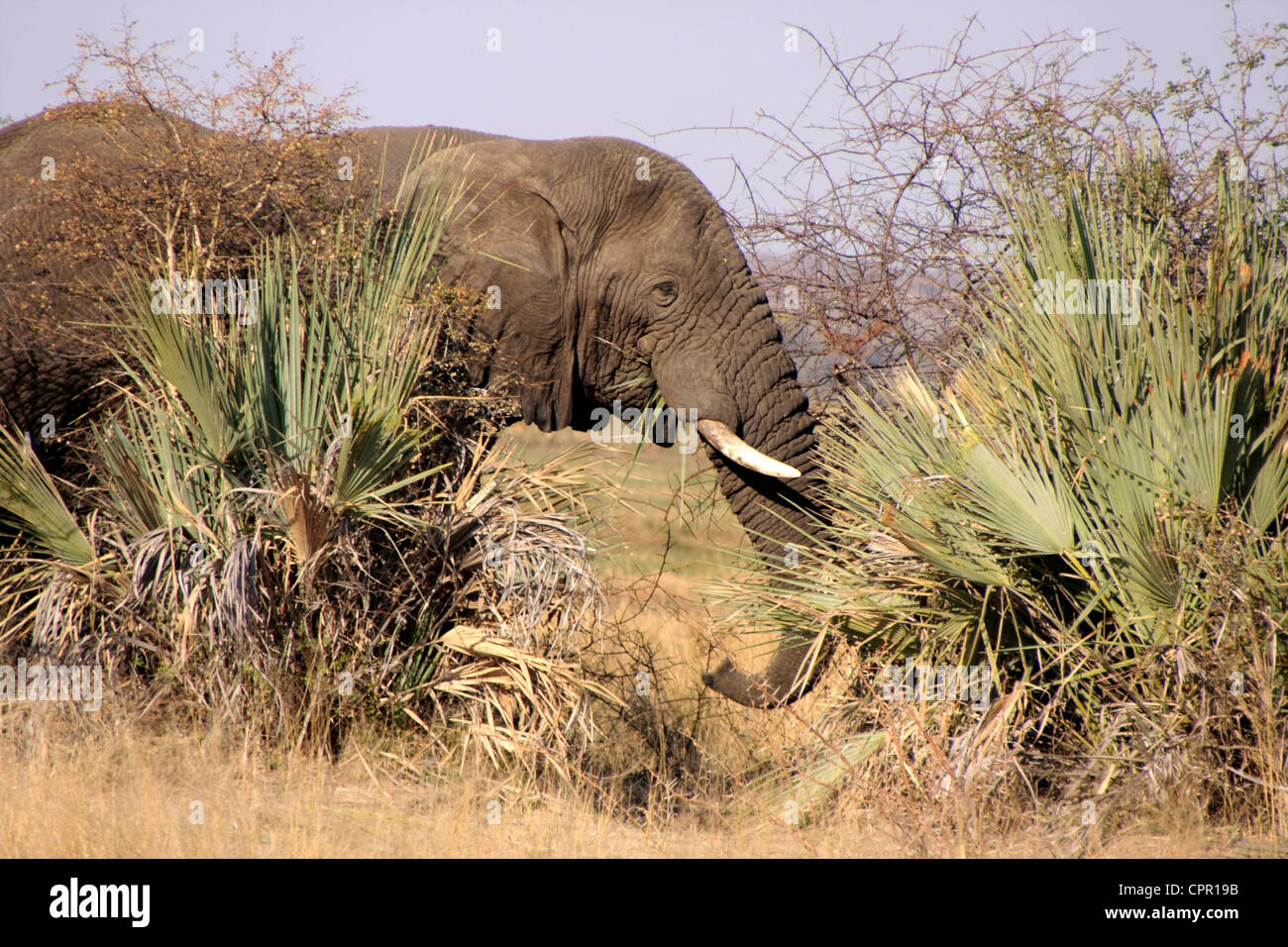 One of the many elephants in Mahangu national park Stock Photo - Alamy