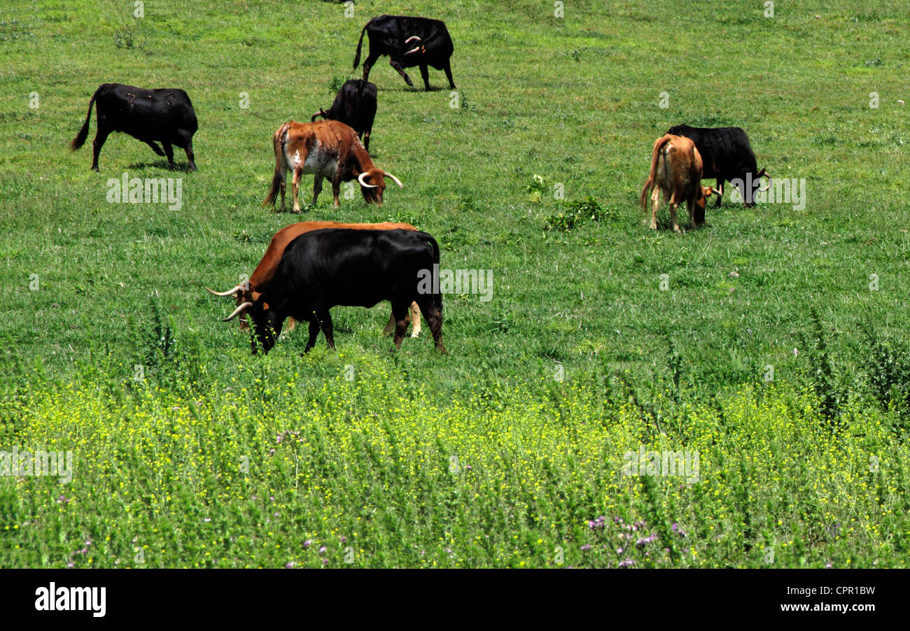 Bull cattle hi-res stock photography and images - Alamy