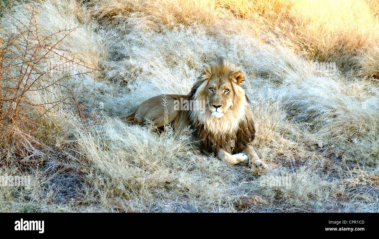 Ground lion hi-res stock photography and images - Alamy