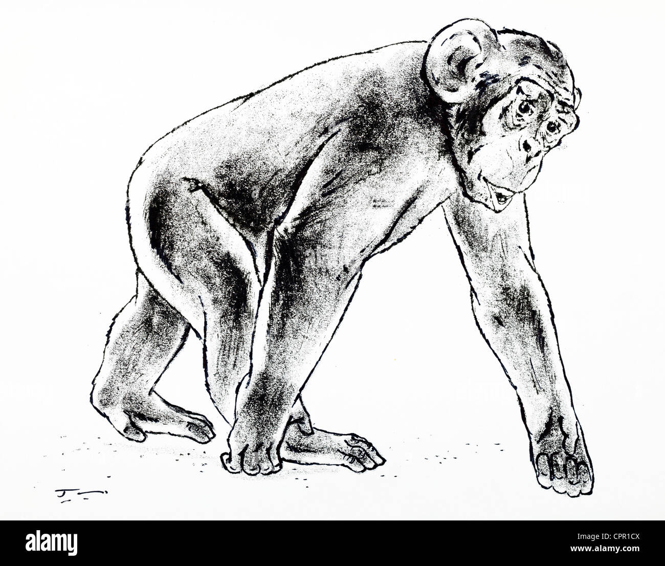Chimpanzee drawing hi-res stock photography and images - Alamy