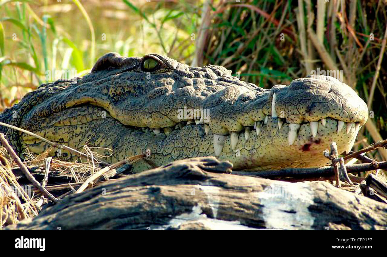 Crocodile warming up in the sun Stock Photo - Alamy