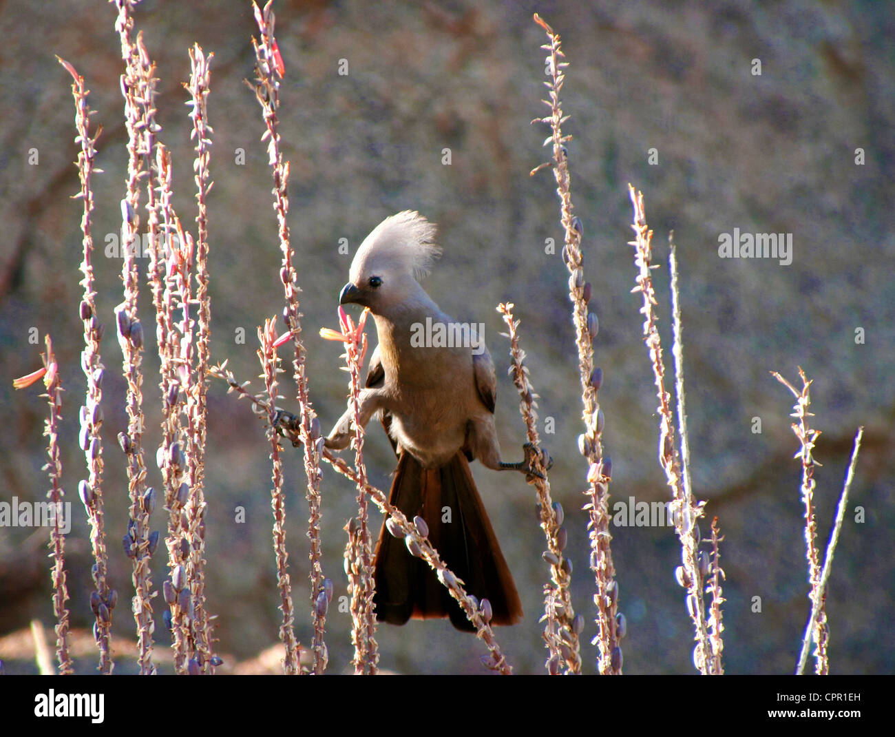 Seed comb hi-res stock photography and images - Alamy