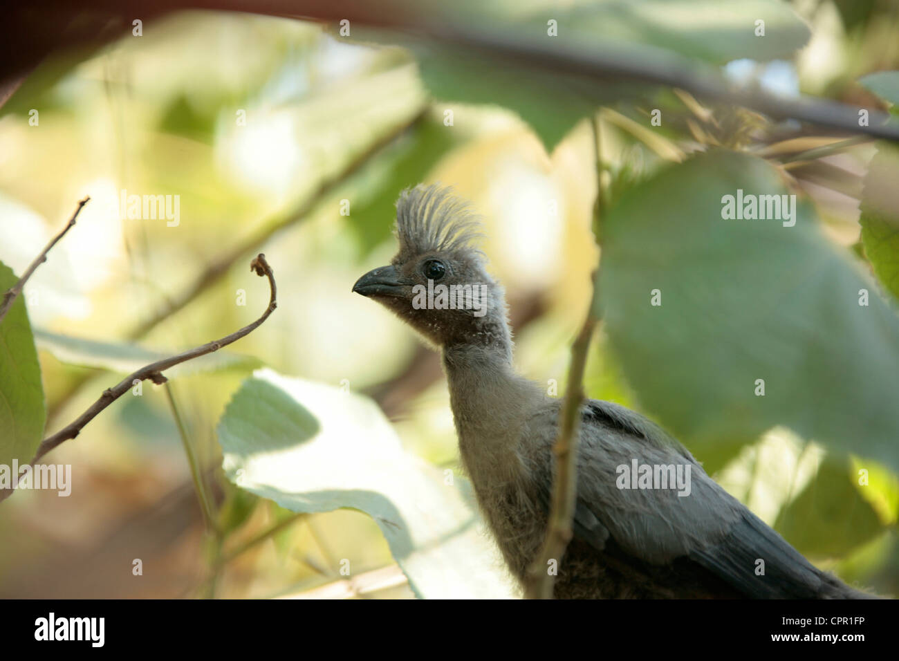 Laurie bird hi-res stock photography and images - Alamy