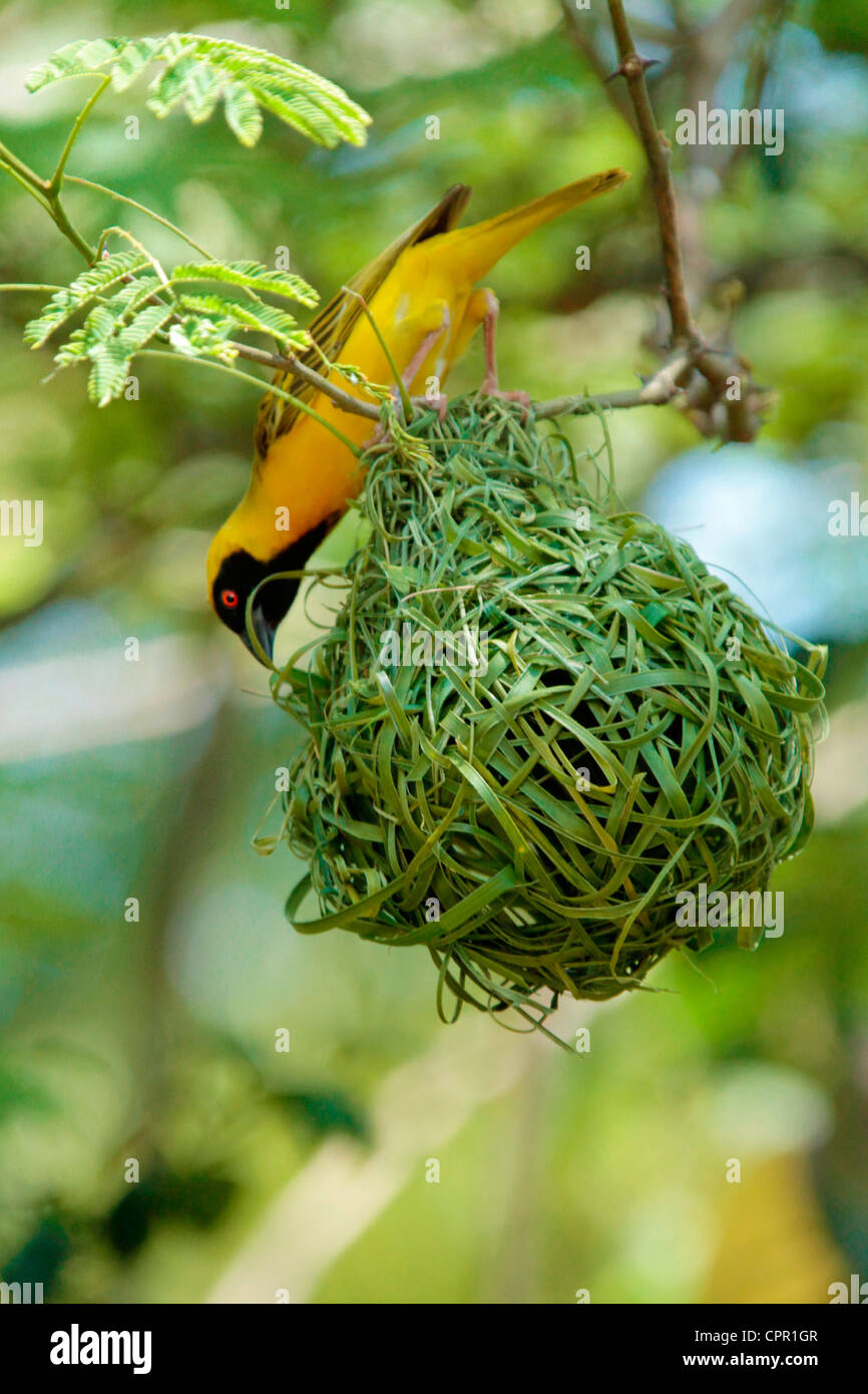 Southern masked weaver bird top of nest hi-res stock photography and ...