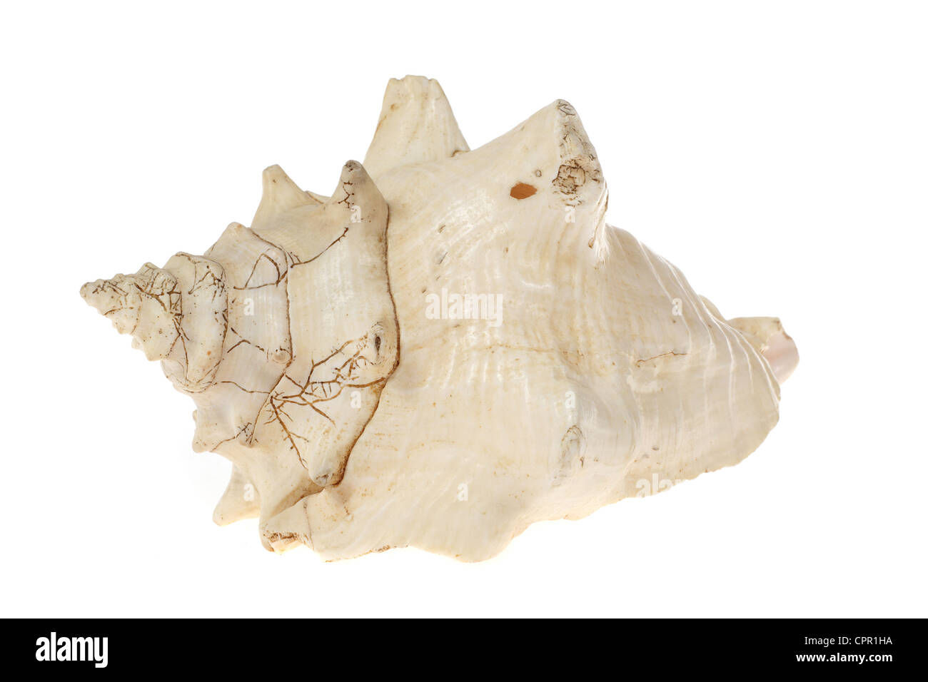 one shell photo on the white background Stock Photo - Alamy
