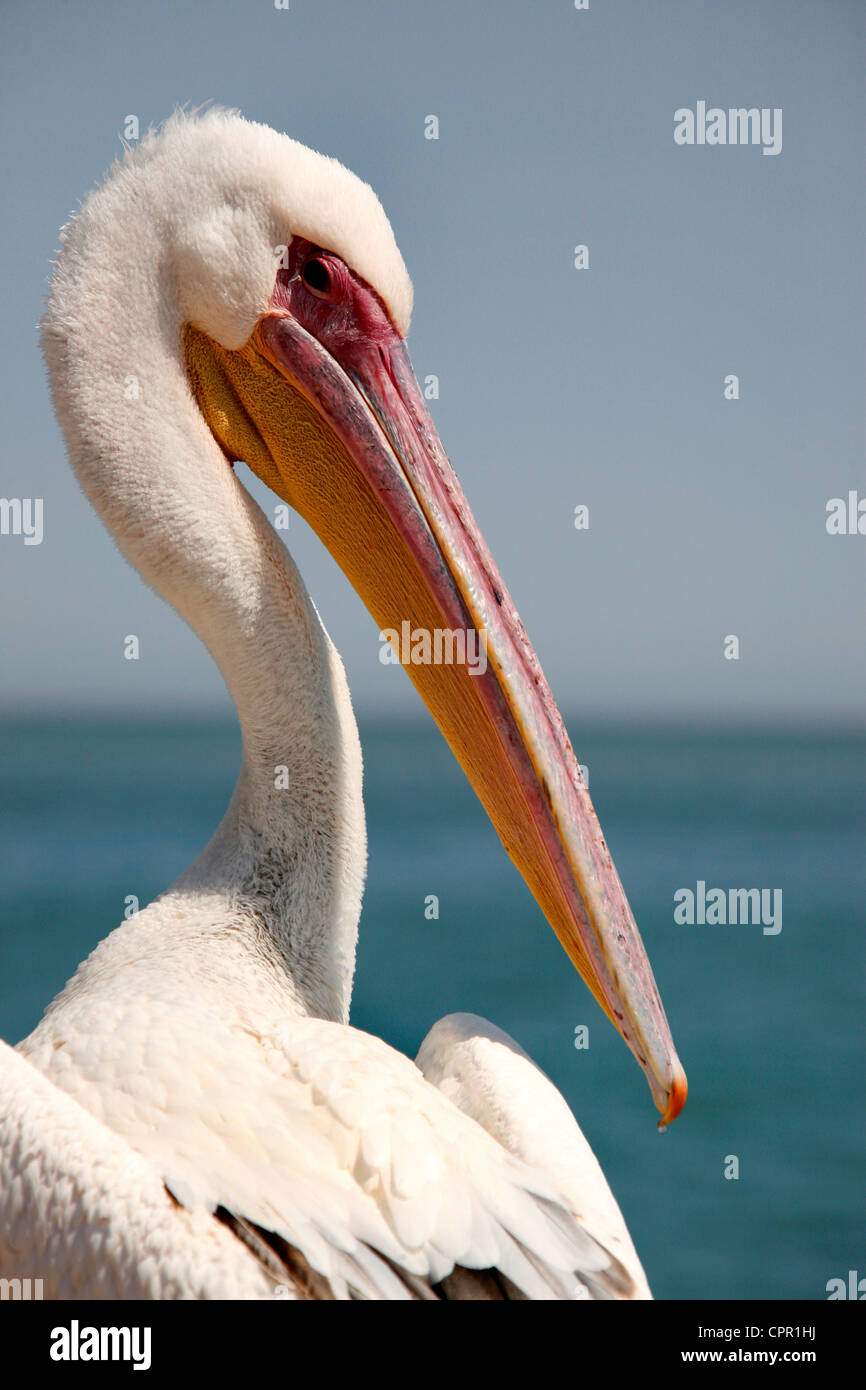 Pelican by the sea Stock Photo - Alamy