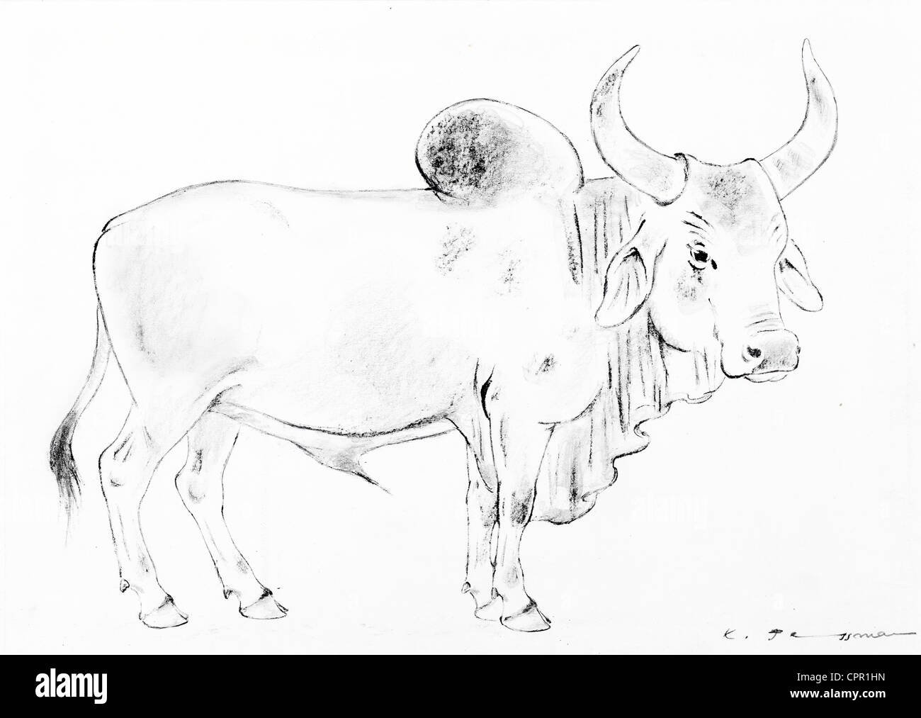 Gaur (Bos gaurus) - charcoal on paper by Kurt Tessmann Stock Photo - Alamy