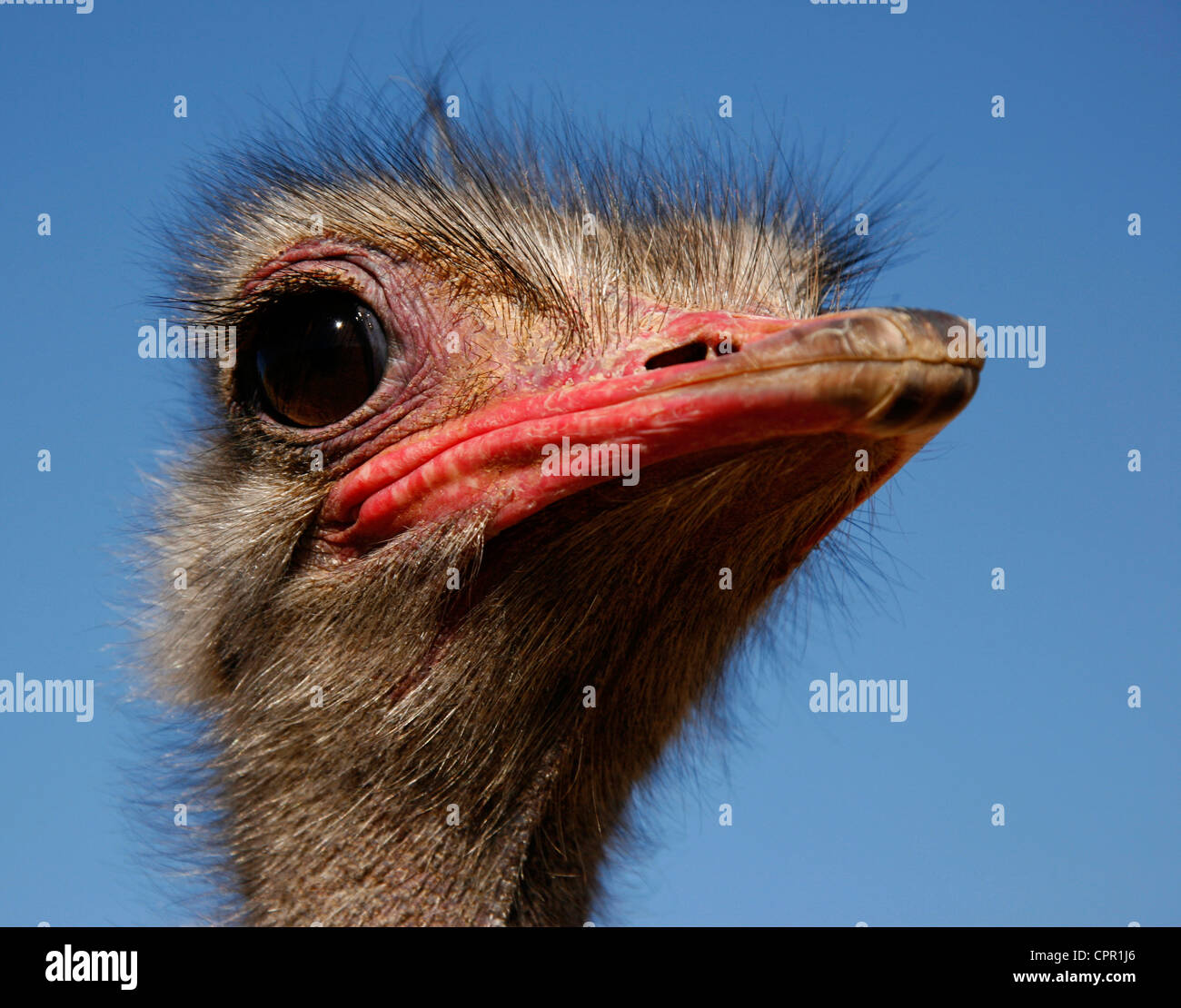 Docile looking male ostrich head against blue sky Stock Photo - Alamy