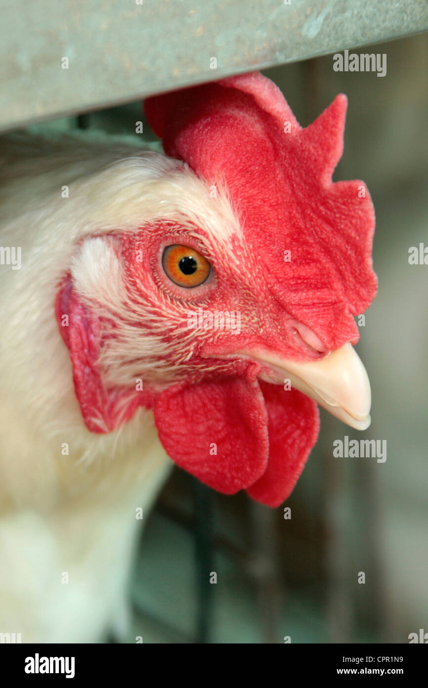 Chicken wattle hi-res stock photography and images - Alamy