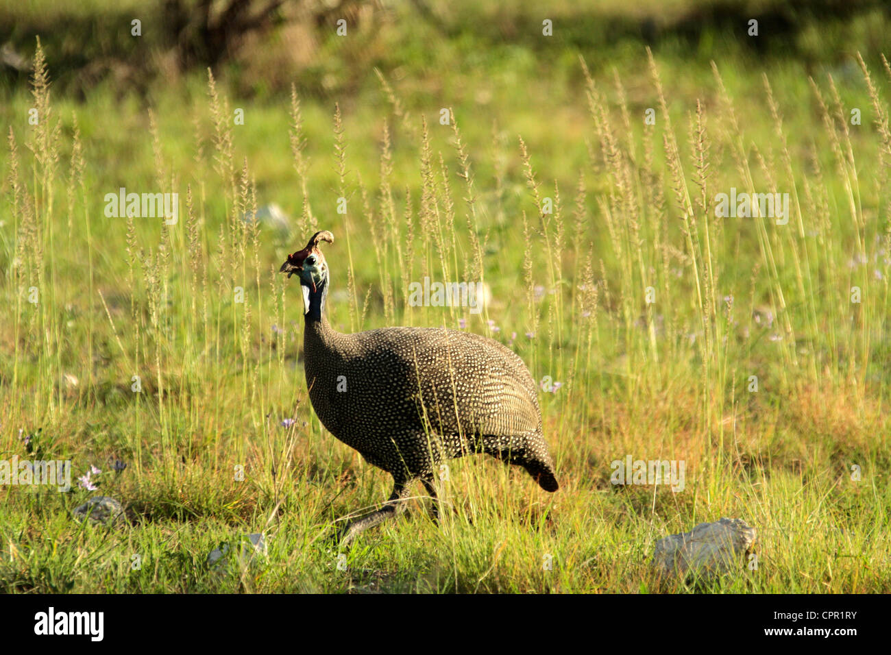 Helmeted Guinea Fowl in grassland in Etosha National Park at sunset ...