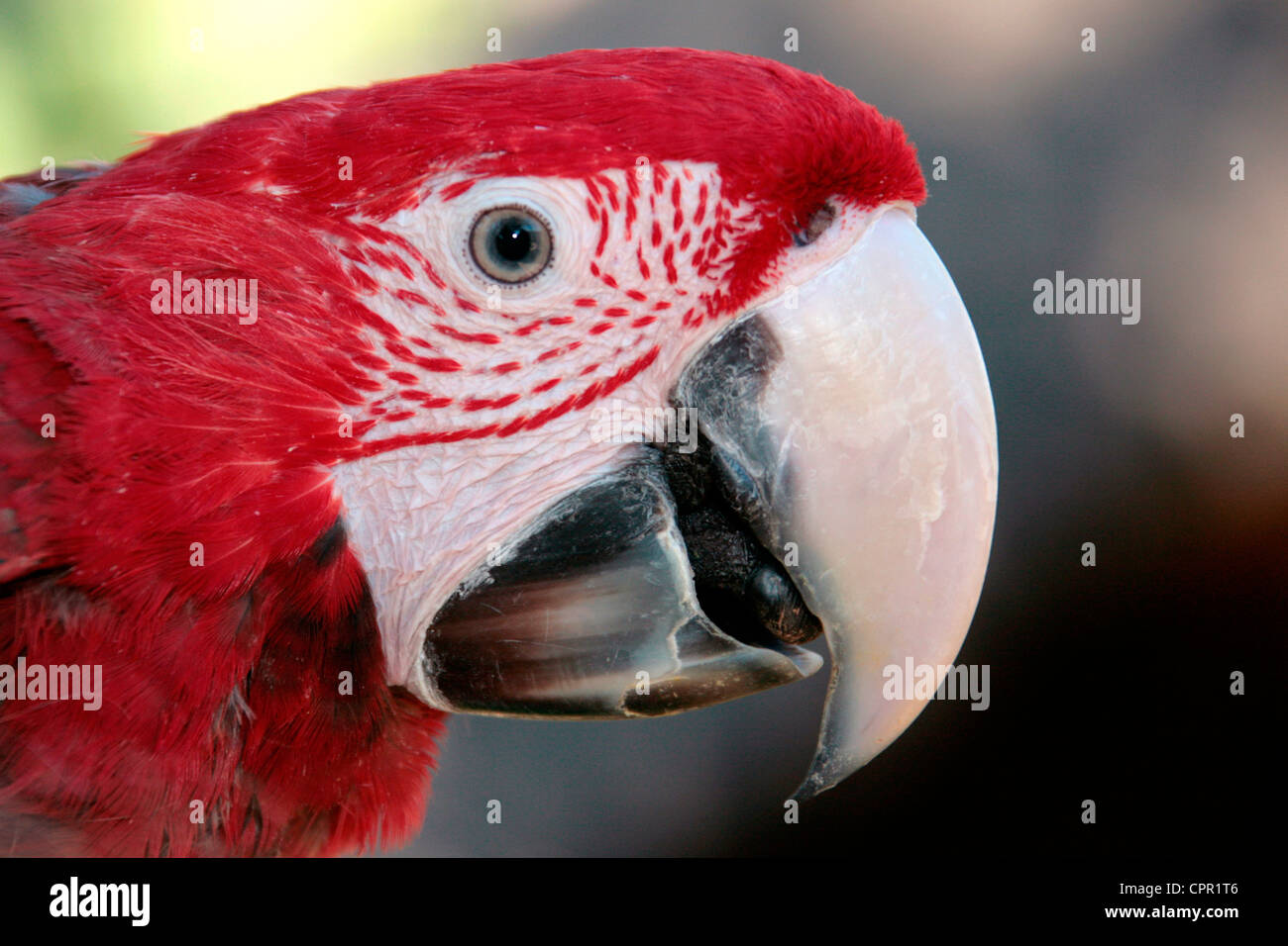 Sharp red beak hi-res stock photography and images - Alamy