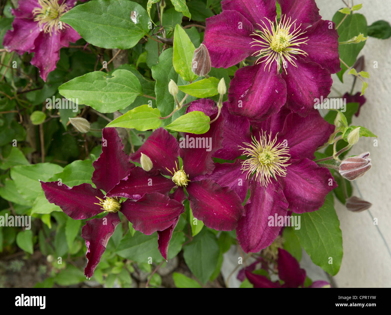 Red flowering clematis Stock Photo - Alamy