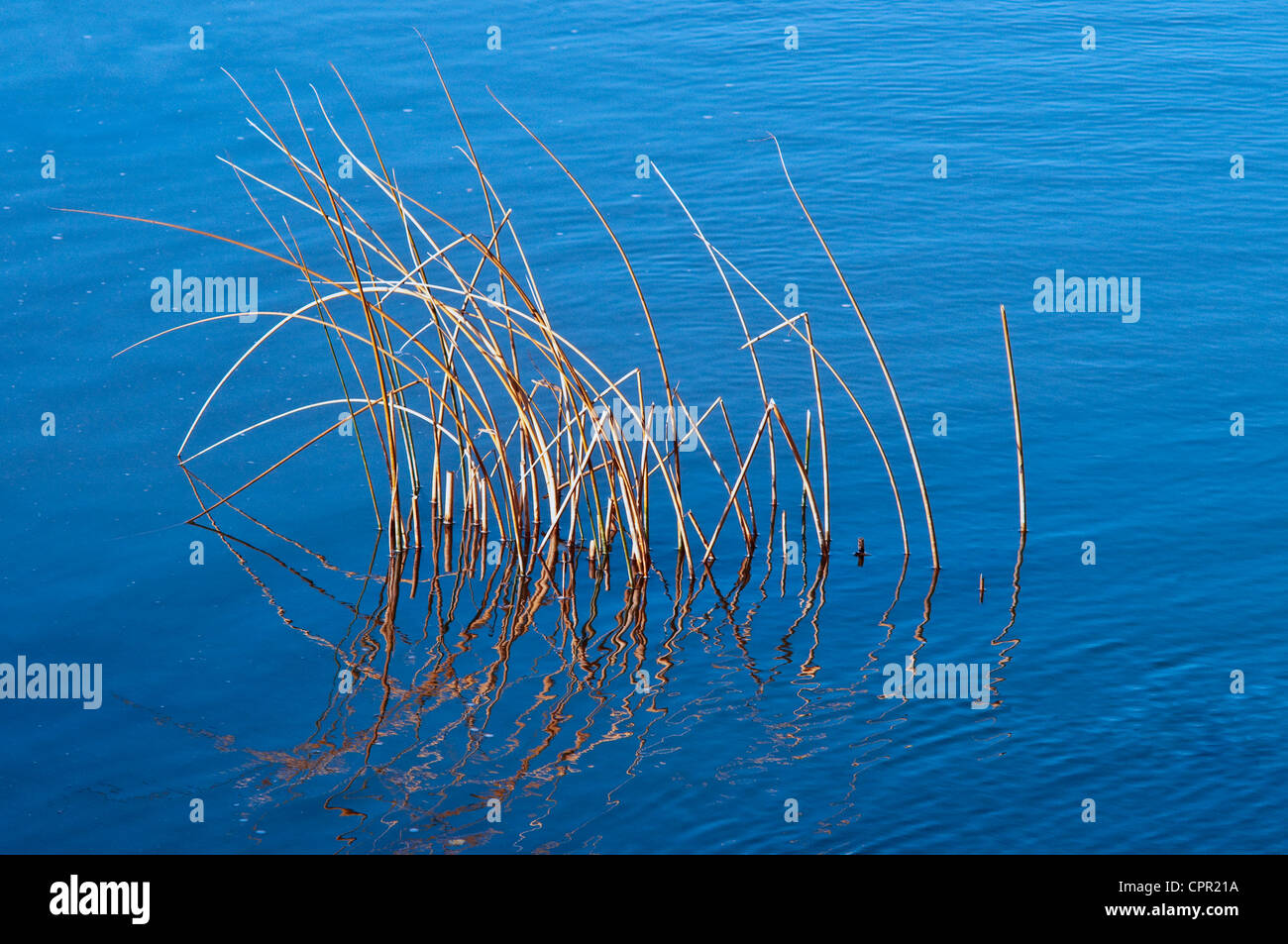 Water reeds in fresh-water river - France Stock Photo - Alamy