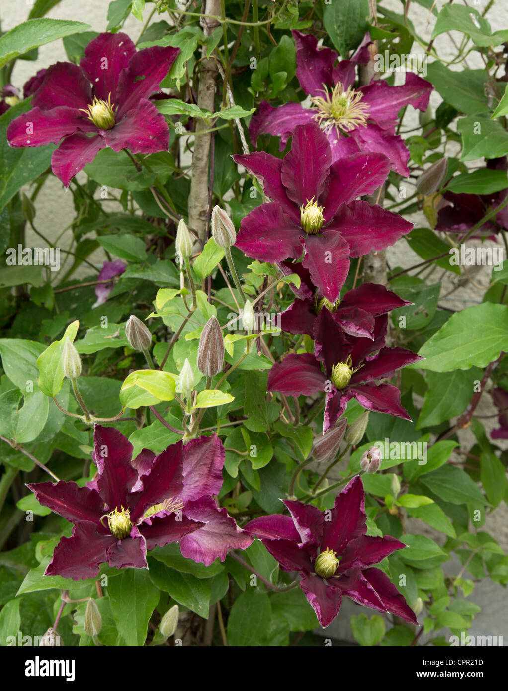 Red flowering clematis Stock Photo - Alamy