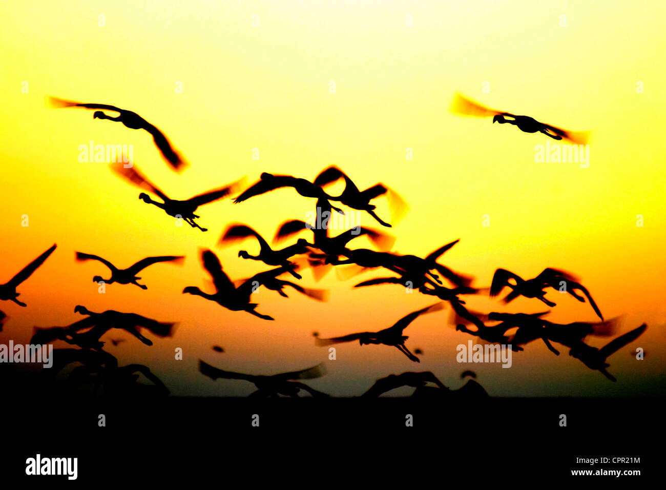 A flock of flamingos flying across the sunset Stock Photo - Alamy