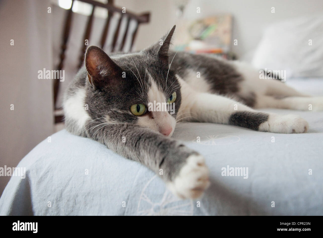 Confined cat hi-res stock photography and images - Alamy
