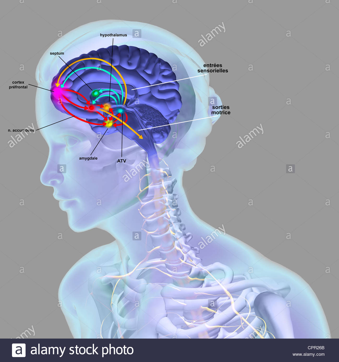 Limbic System Stock Photos & Limbic System Stock Images - Alamy