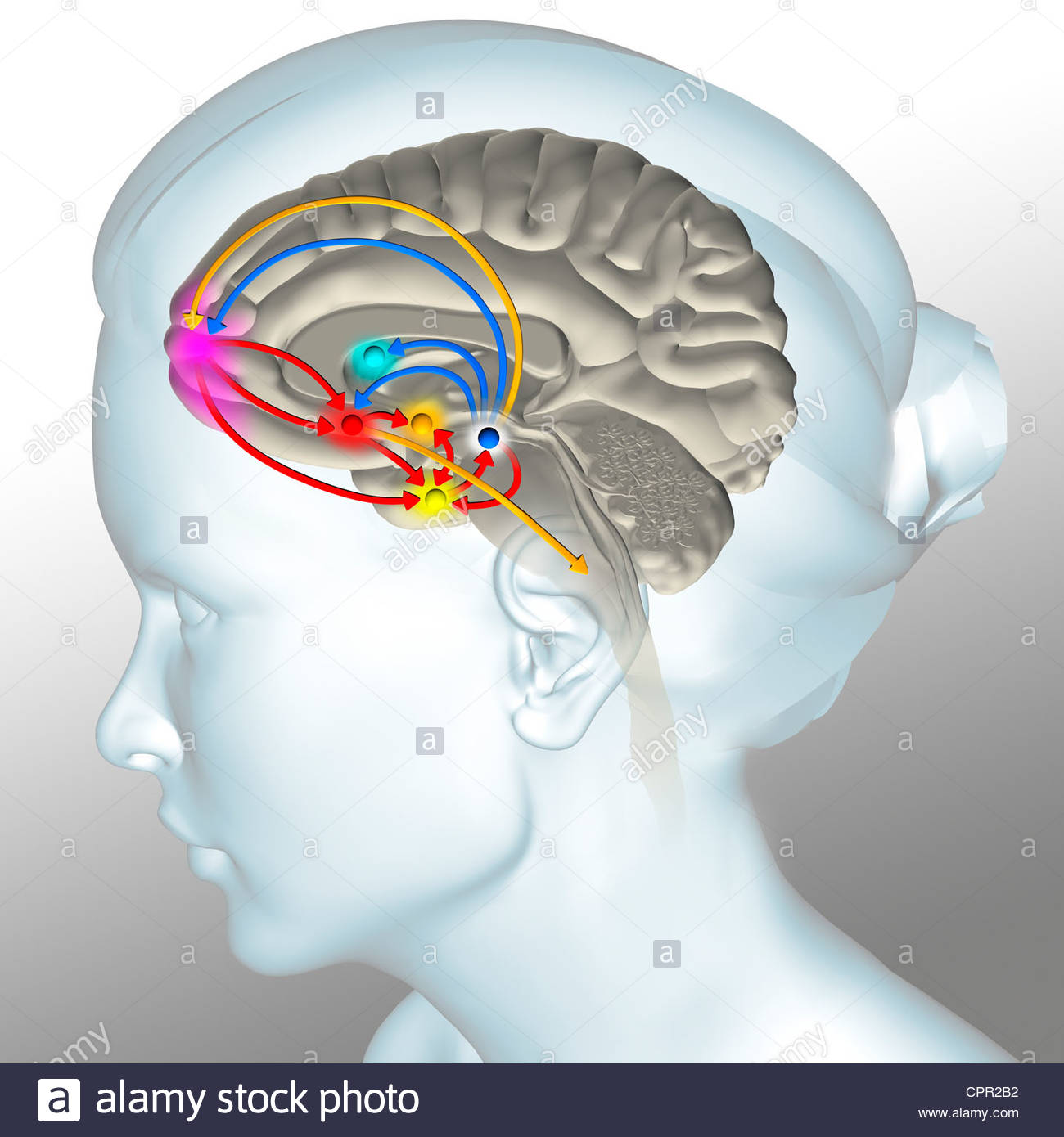 Prefrontal Cortex And Amygdala Stock Photos & Prefrontal Cortex And ...