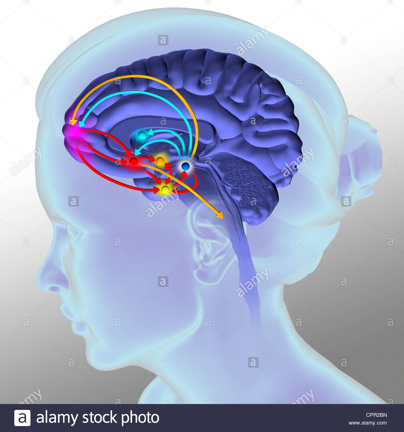 BRAIN REWARD SYSTEM Stock Photo: 48449961 - Alamy
