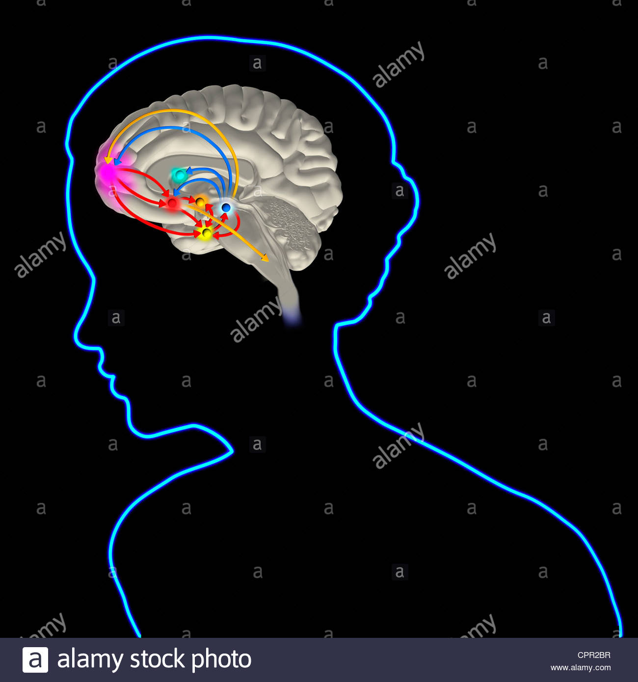 Thalamus Stock Photos & Thalamus Stock Images - Alamy