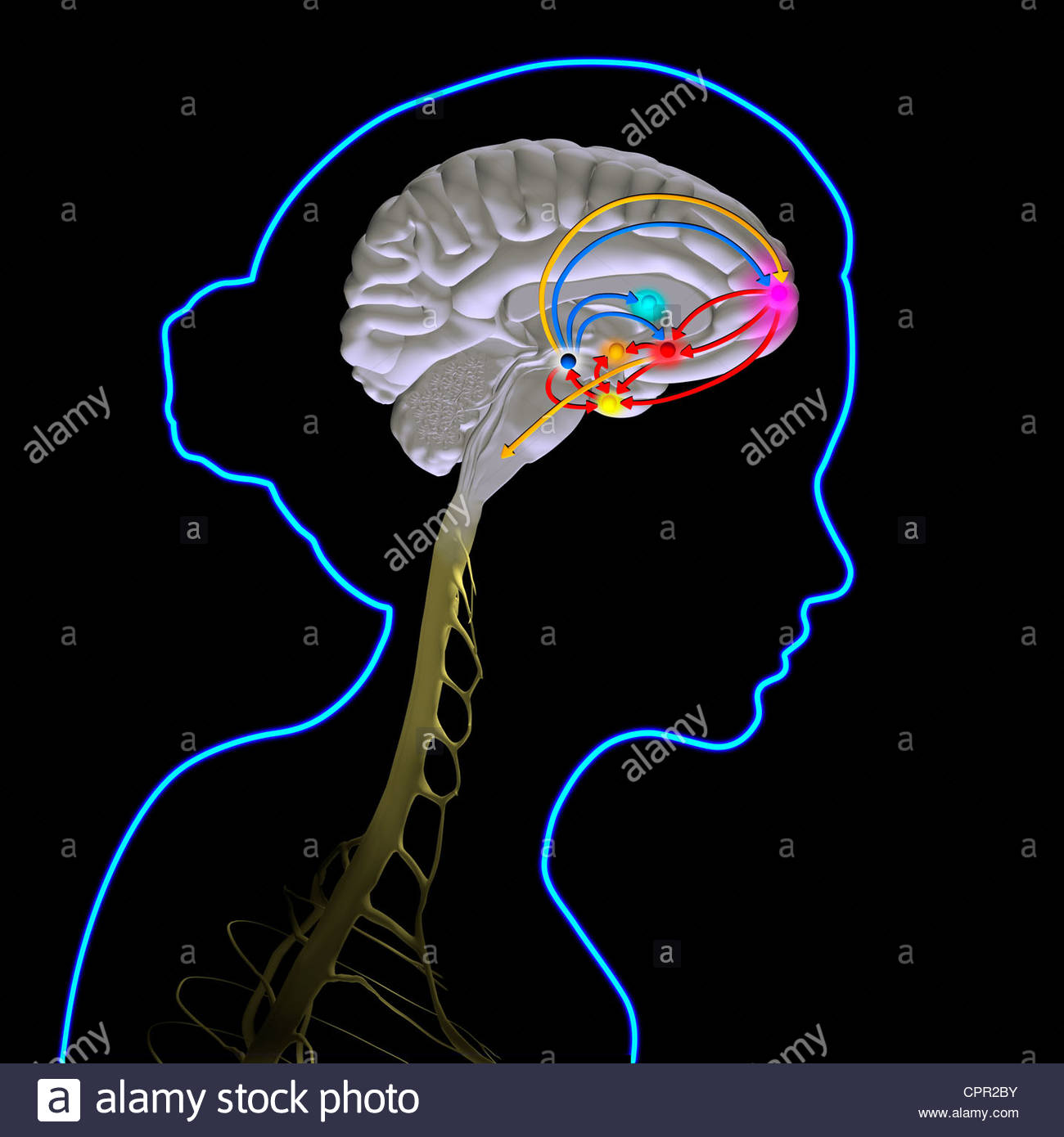Neurologies Stock Photos & Neurologies Stock Images - Alamy