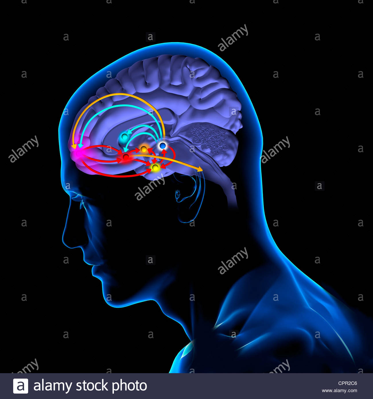 Amygdala Of The Brain Stock Photos & Amygdala Of The Brain Stock Images ...