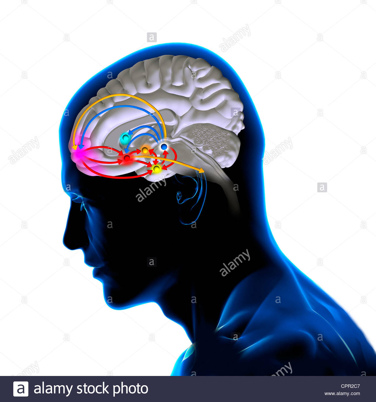Neurologies Stock Photos & Neurologies Stock Images - Alamy