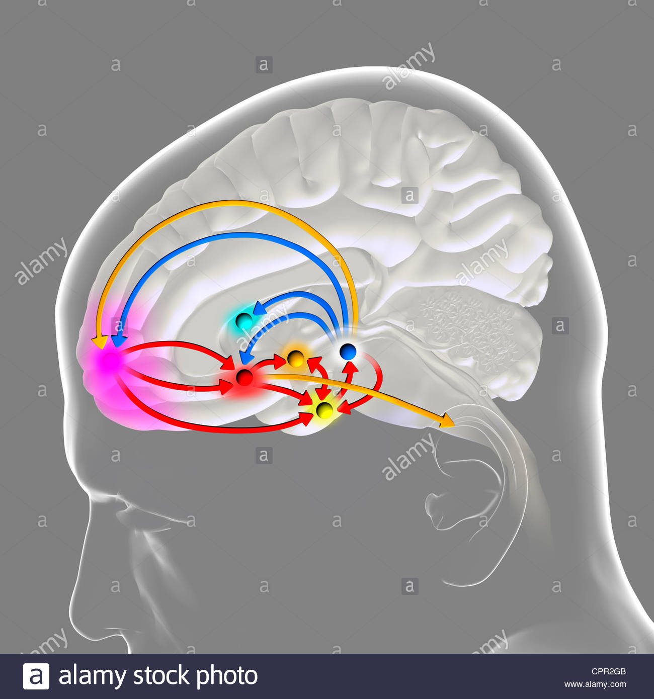 Amygdala Of The Brain Stock Photos & Amygdala Of The Brain Stock Images ...