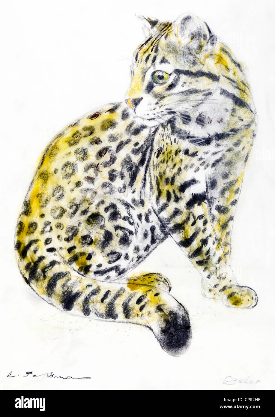 Ocelot drawing hi-res stock photography and images - Alamy