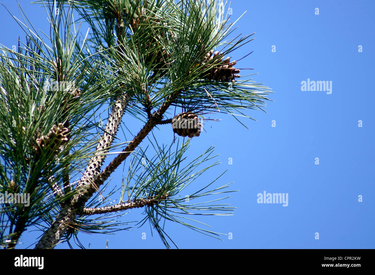 Pretty tree sap hi-res stock photography and images - Alamy