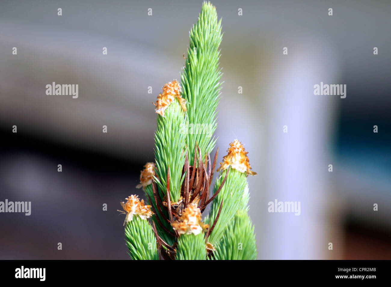 Pretty tree sap hi-res stock photography and images - Alamy