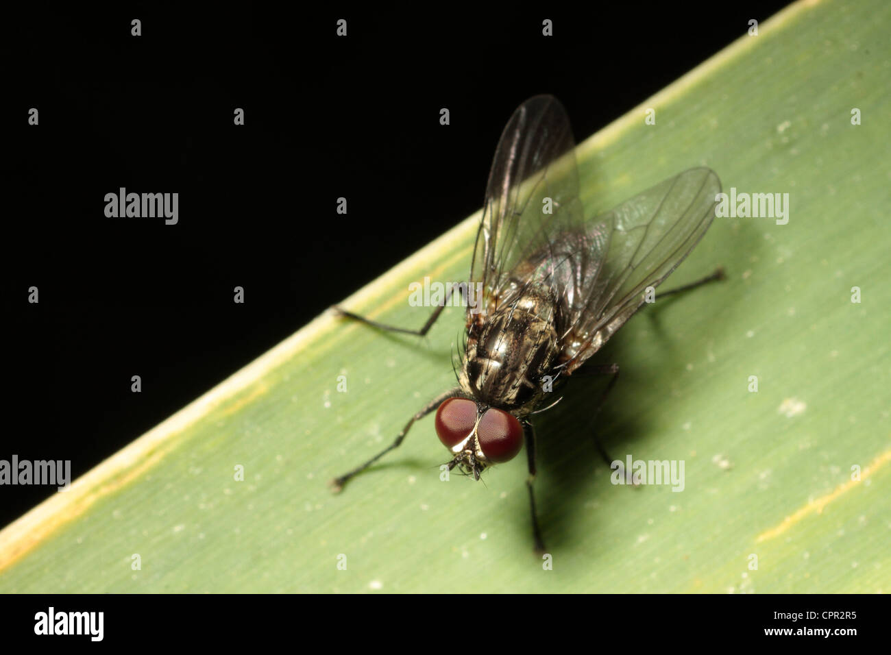Common House Fly Stock Photo - Alamy