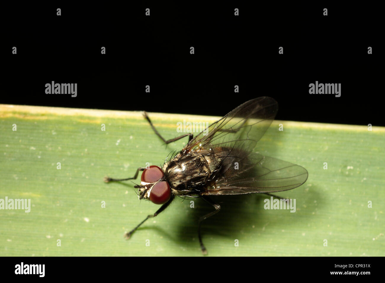 Common House Fly Stock Photo - Alamy