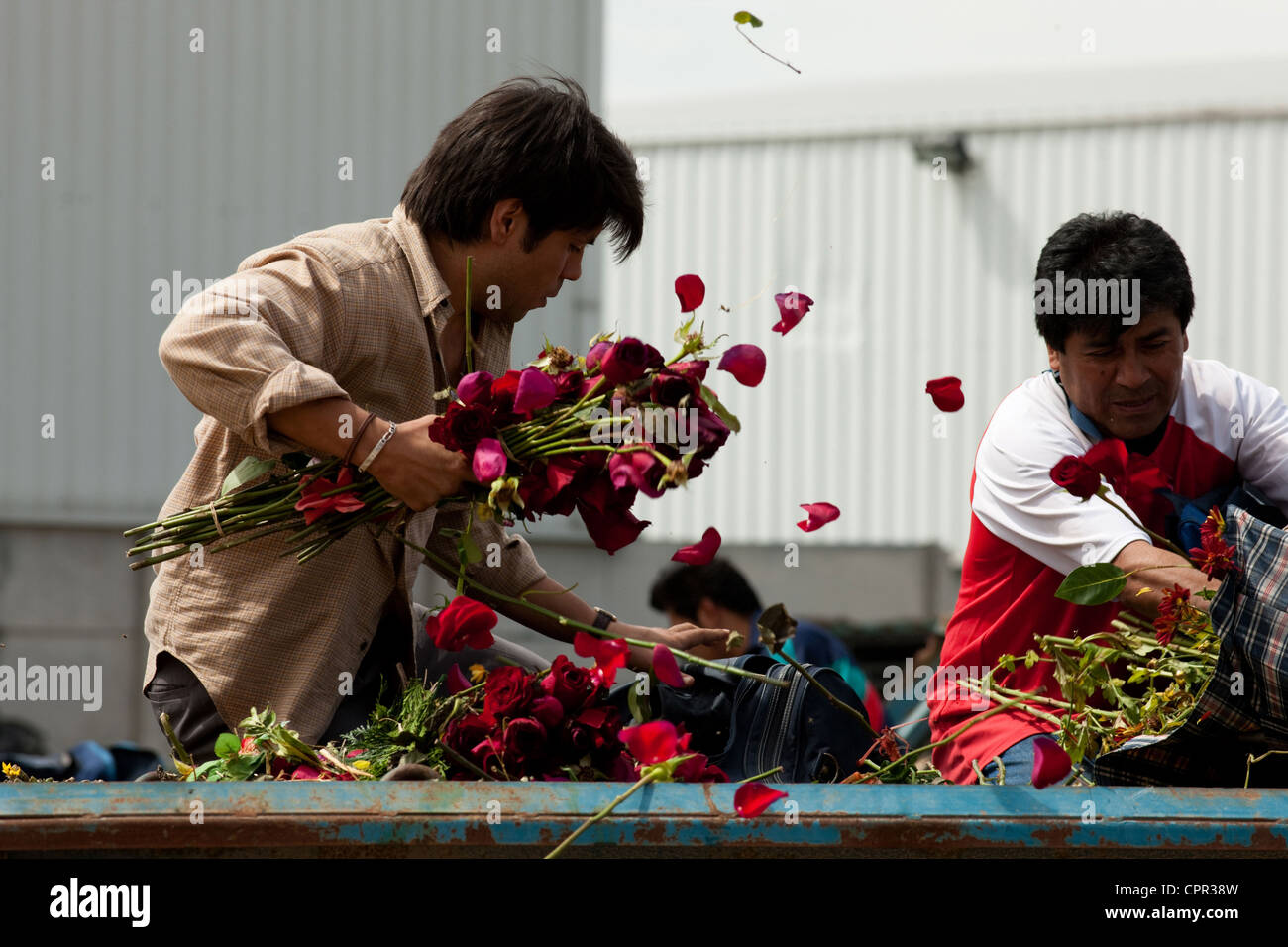 Rose fernando hi-res stock photography and images - Alamy