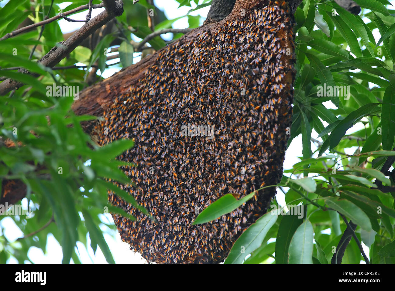 Bee Hive Branch Stock Photos & Bee Hive Branch Stock Images - Alamy