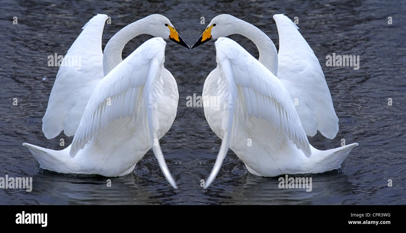 Swans dancing hi-res stock photography and images - Alamy