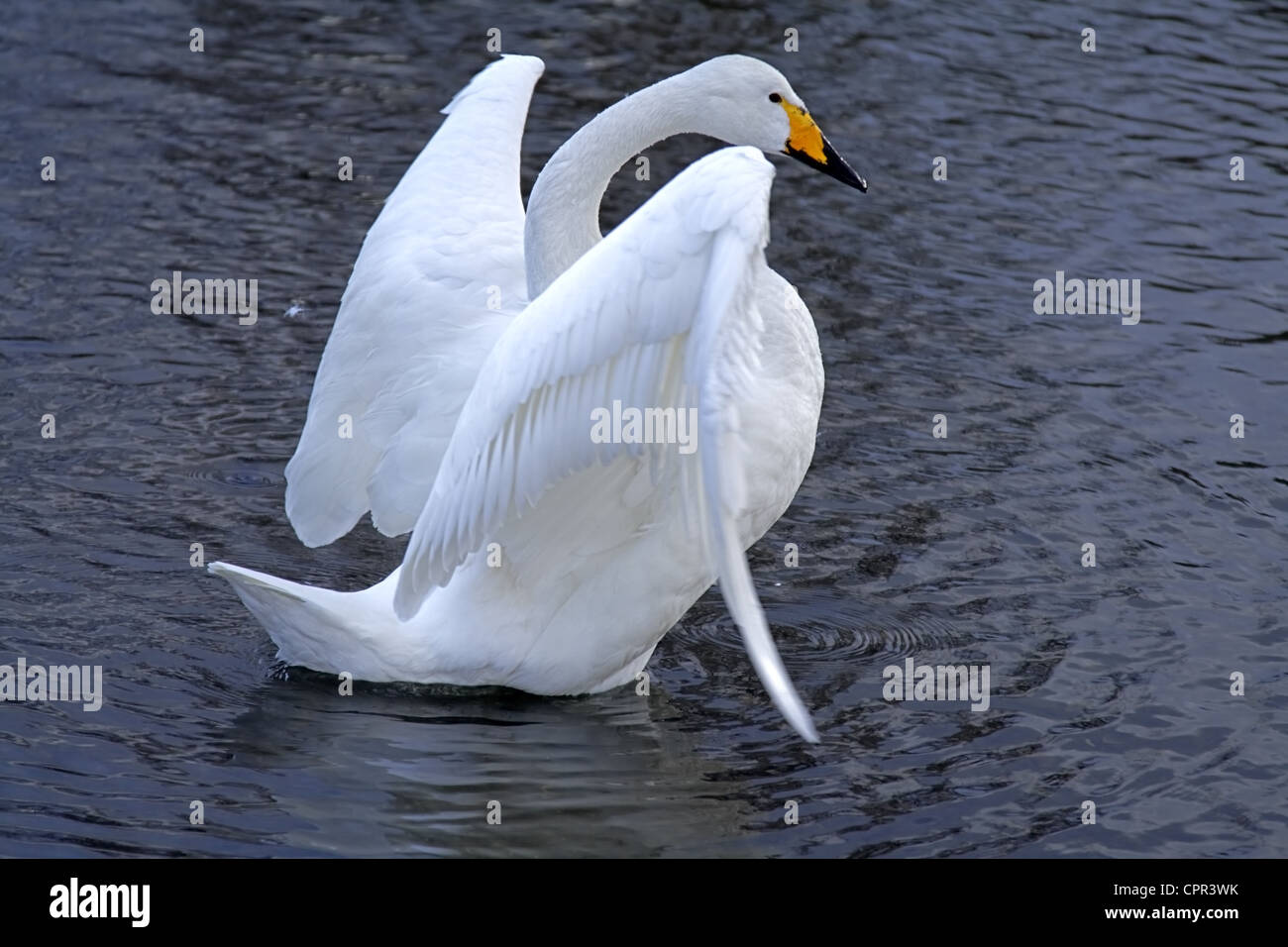 A swan with open wings on a lake in a very gracious position Stock ...