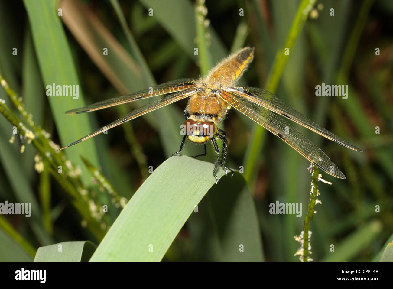 Four Spotted Chaser Dragonfly Stock Photo - Alamy