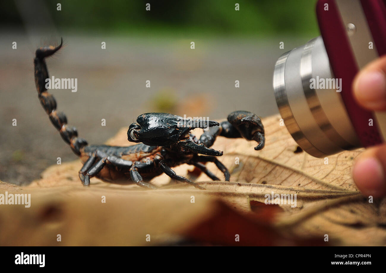 Close-up photography of a female scorpion (Heterometrus, or the Asian ...