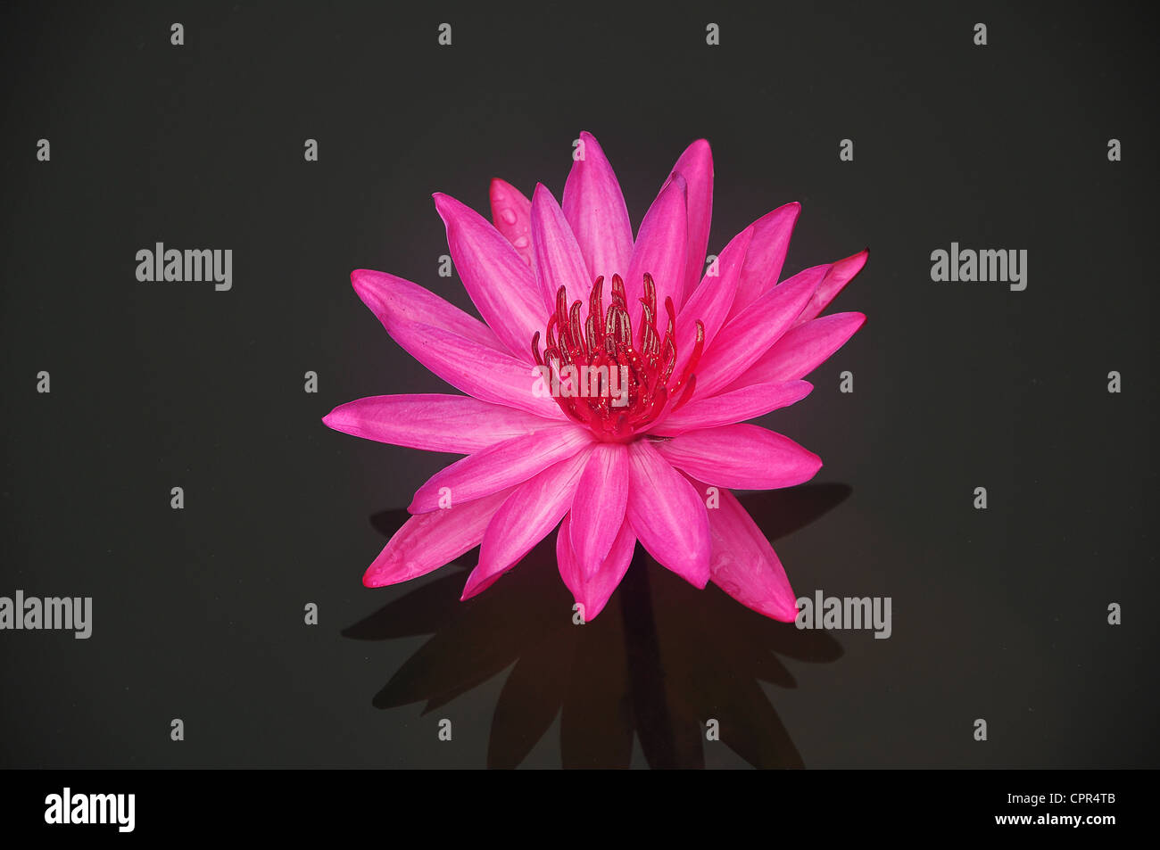 Pink Nymphaea (Water Lily) flower floating in a pond Stock Photo - Alamy