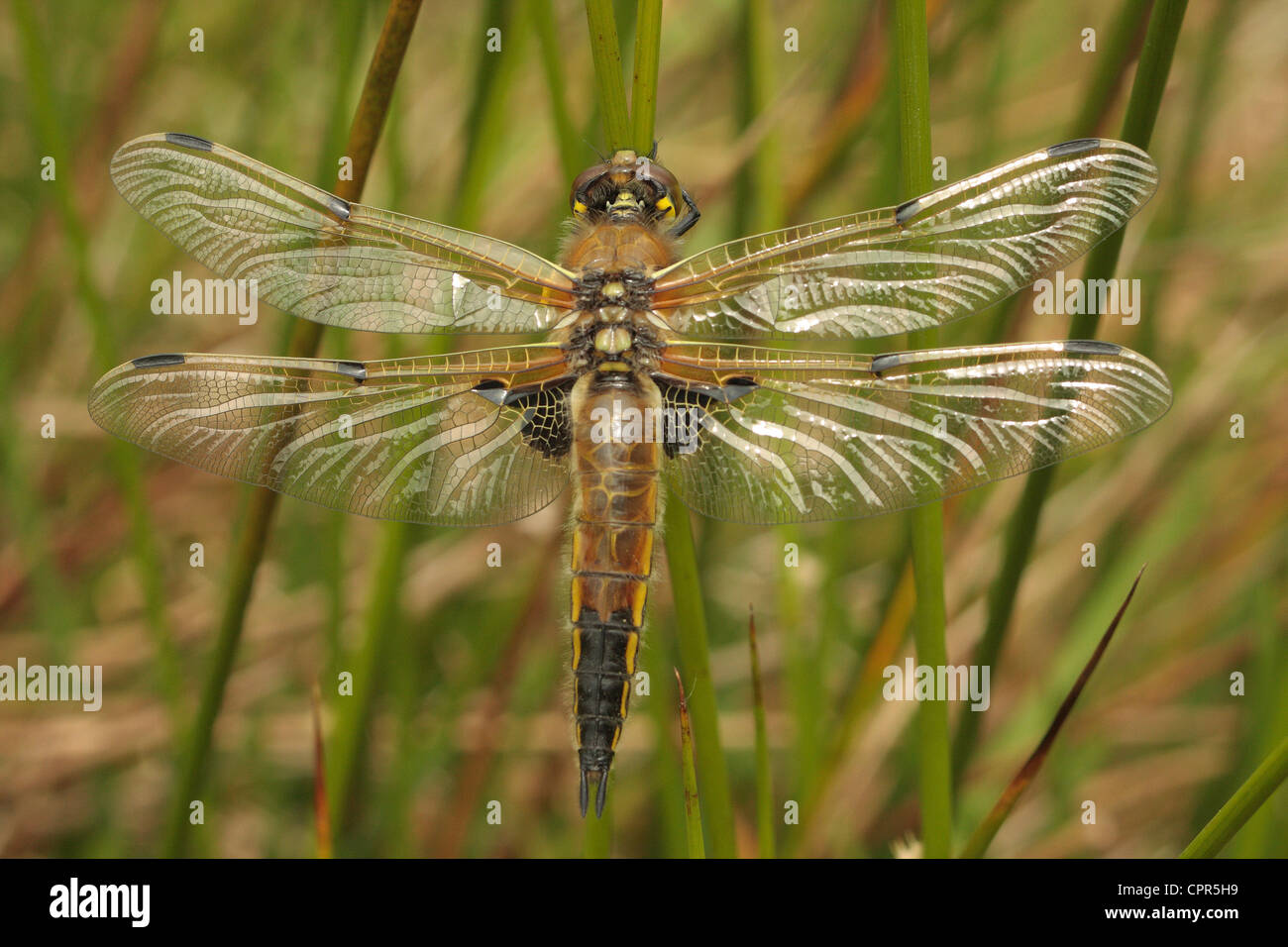 Four Spotted Chaser Dragonfly Stock Photo - Alamy
