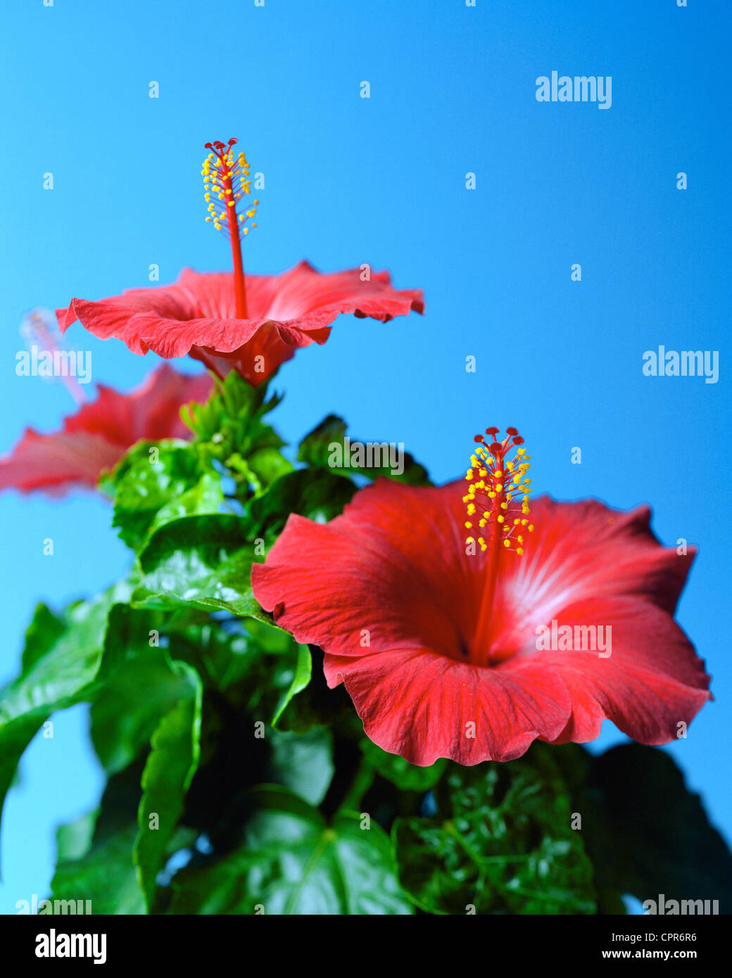 Red flowers of Hibiscus rosa sinensis against blue background Stock ...
