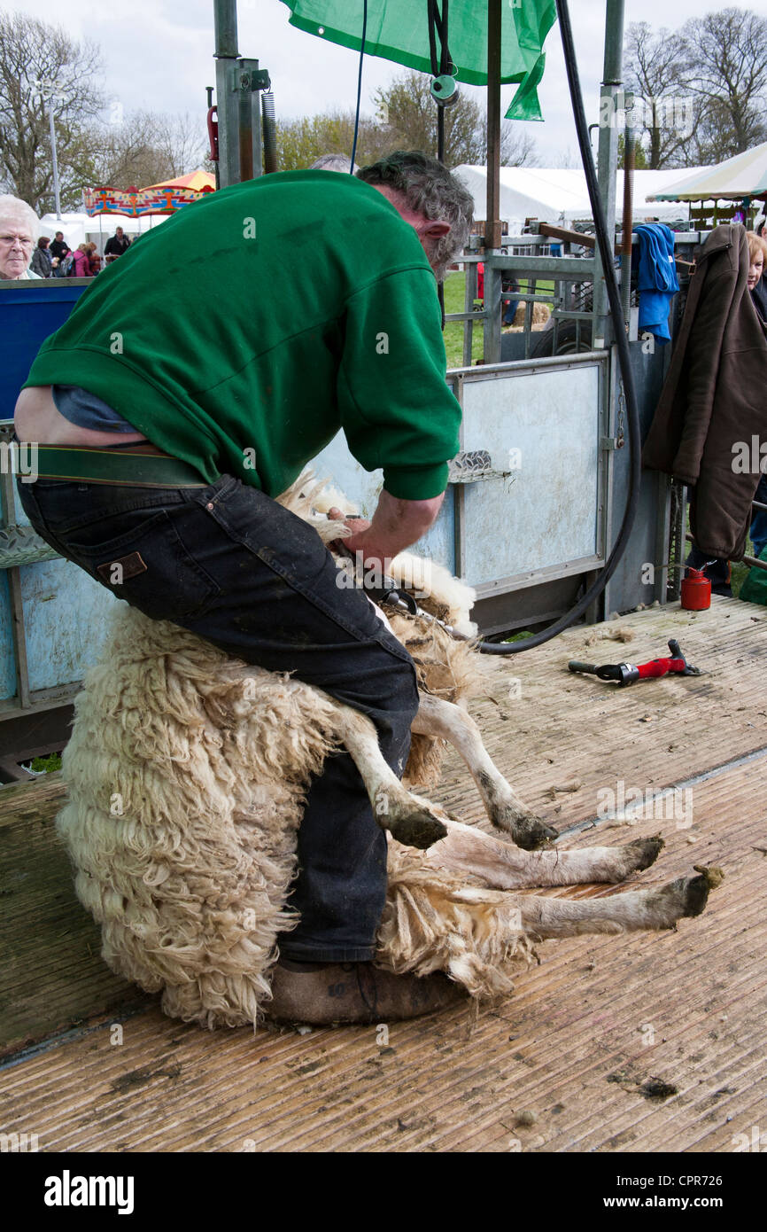 Sheep being sheared at Leyburn food festival 2012 Stock Photo - Alamy