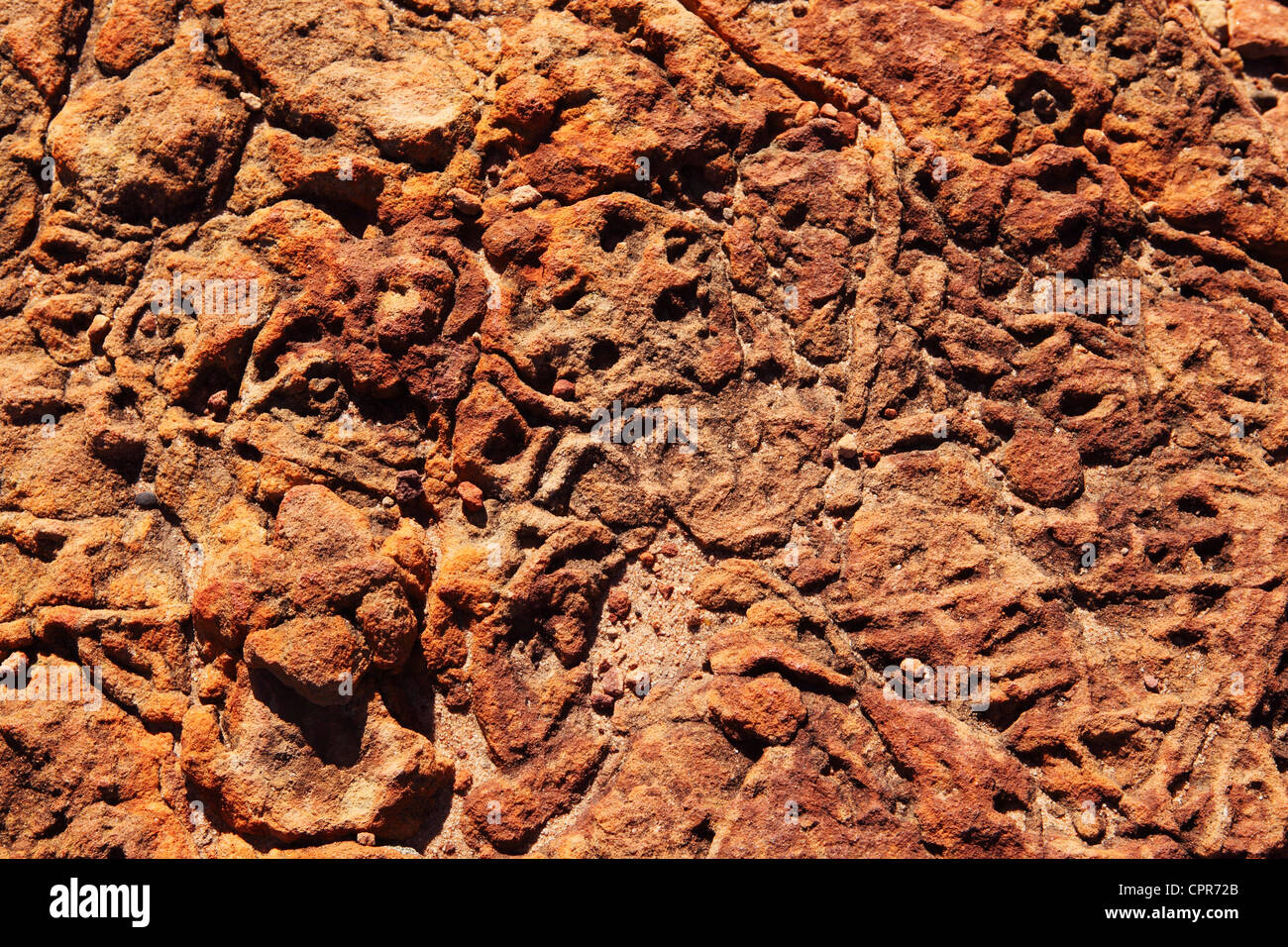 A fossilized arthropod trackways in stone at Kalbarri National Park in ...