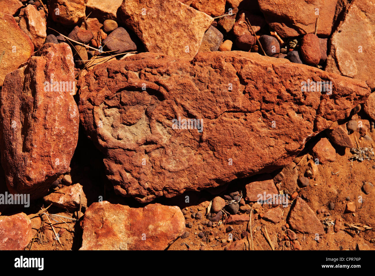 A fossilized arthropod trackways in stone at Kalbarri National Park in ...