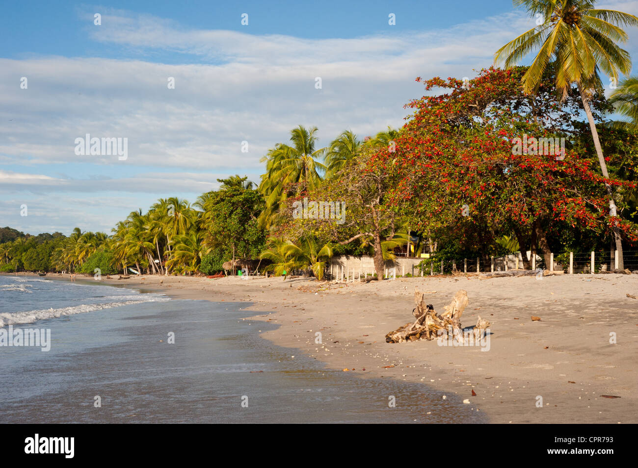 Samara costa rica hi-res stock photography and images - Alamy