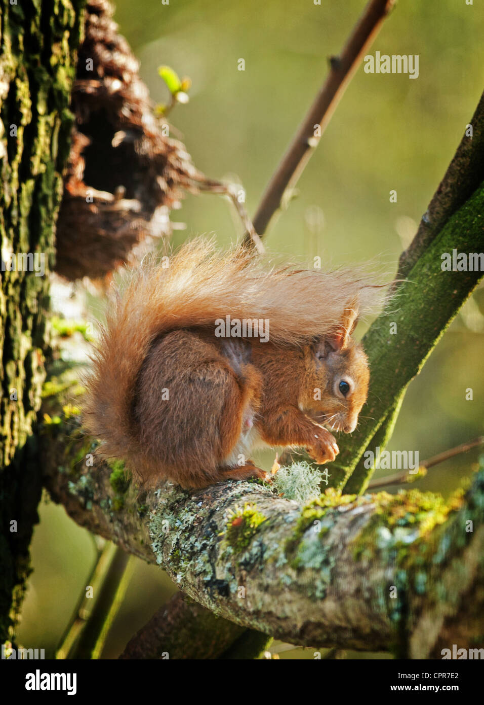 Red Squirrel on branch with tail over back Stock Photo - Alamy