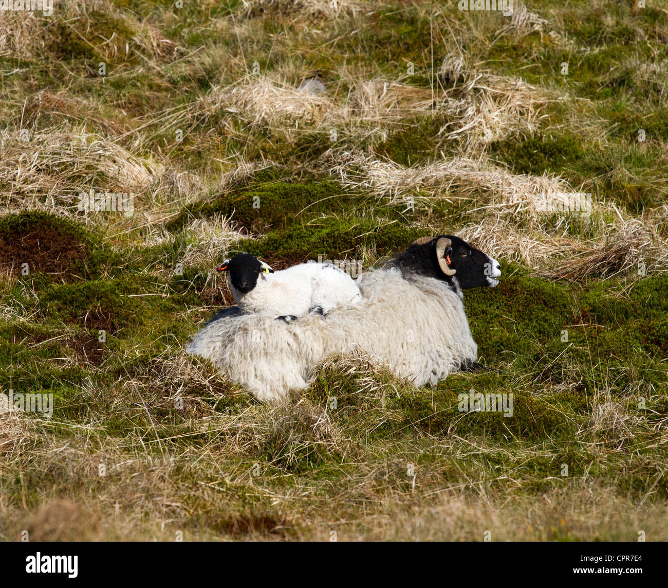 Black-faced sheep with a young lamb on her back, young lamb Stock Photo ...