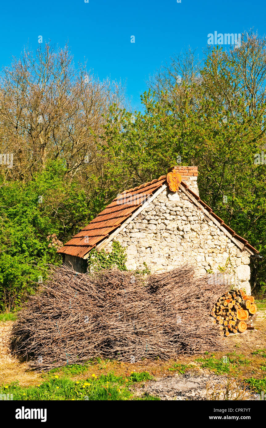 Bundles of dry vine twigs stacked against small house in vineyard ...