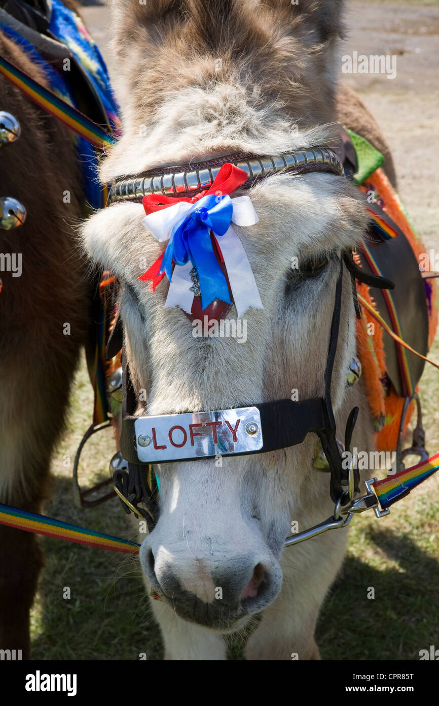 Donkeys on display at the Chipping Steam and Country Fair, Preston ...